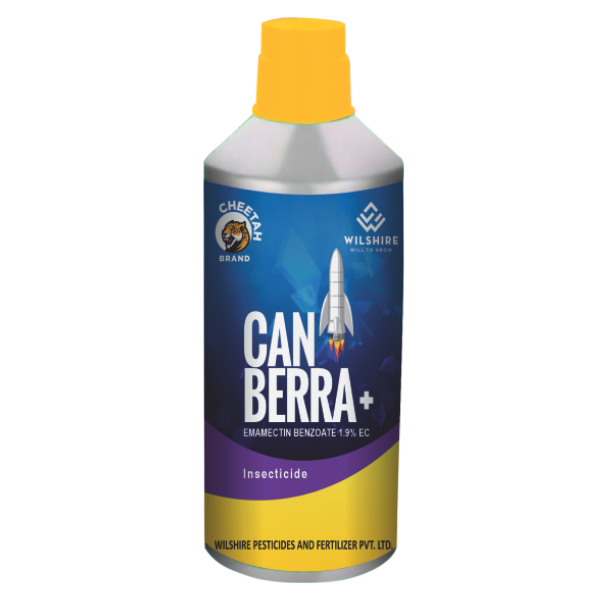 CAN BERRA + - WILSHIRE