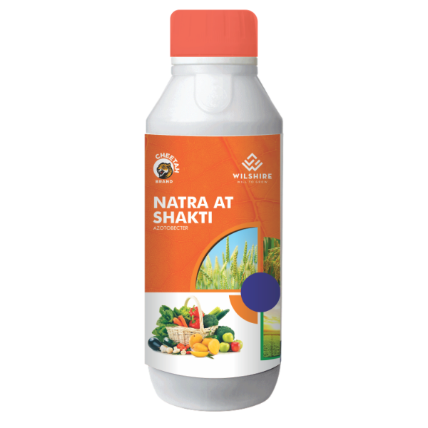 NATRA AT SHAKTI - WILSHIRE